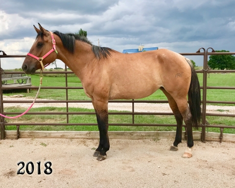 Misty Breeze | RainbowMeadowsRanch.com